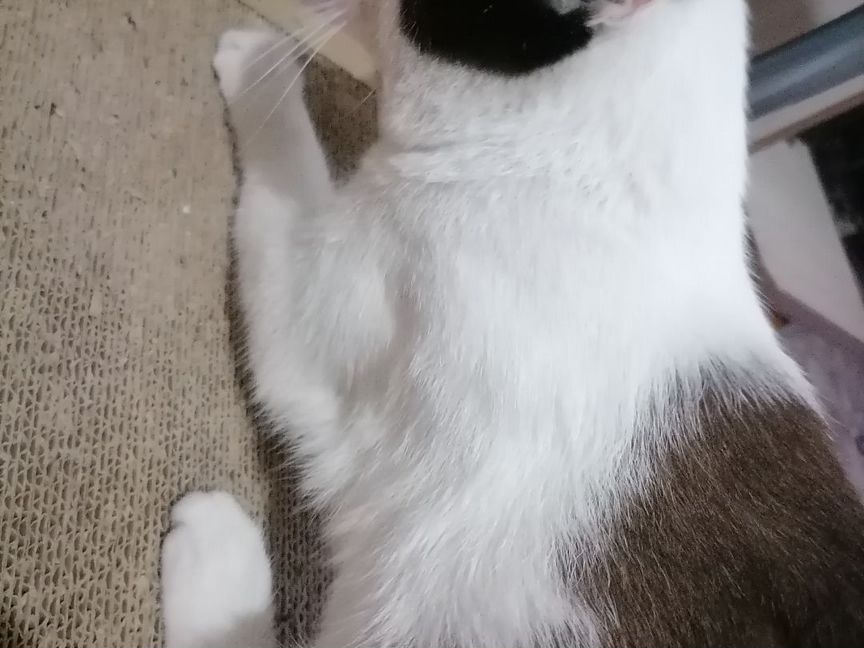 Кошара в добрые руки