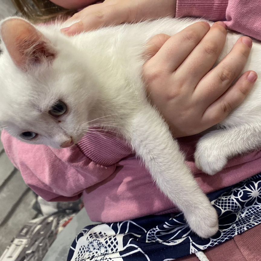 Котëнок в добрые руки
