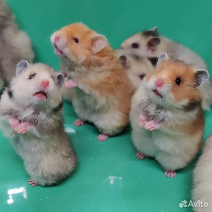 Сирийские Ангорские Хомяки Плюшевые Мишки Рексы