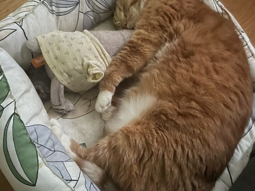 Котикбесплатно в добрые руки