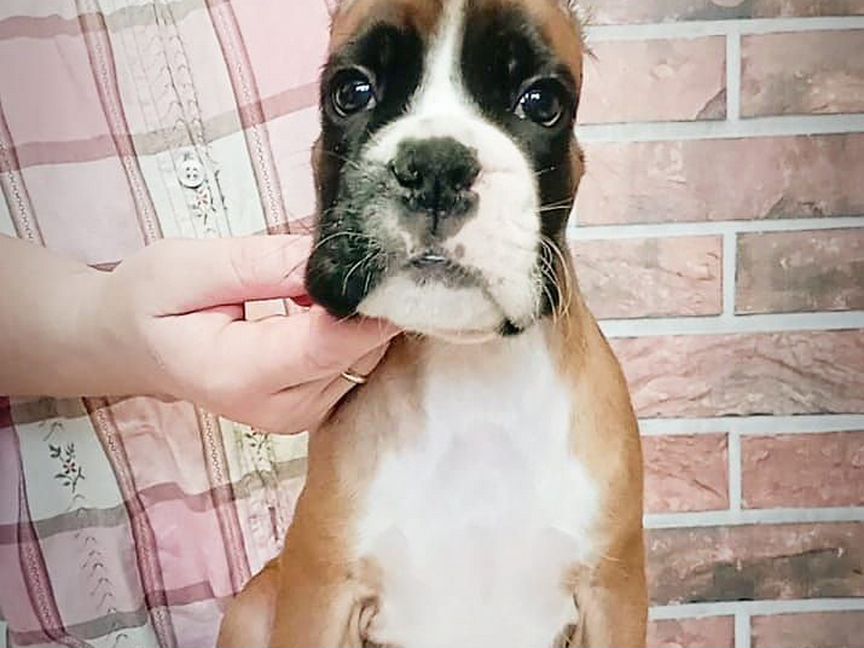 Щенок боксёра, рыжий мальчик