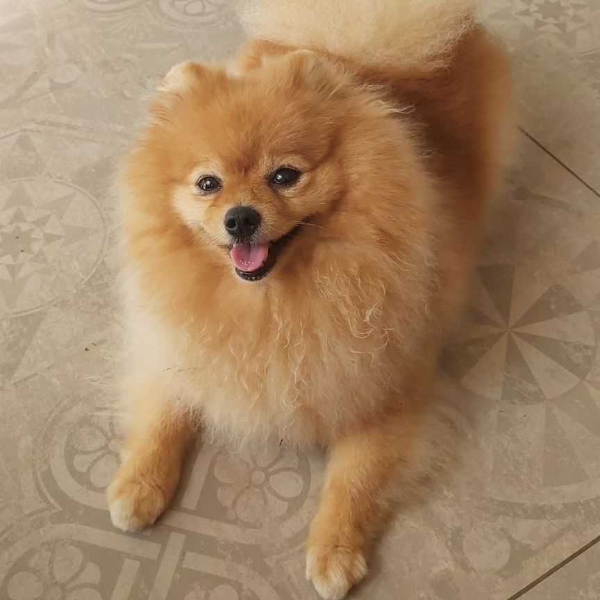 Померанский шпиц, взрослый пёс