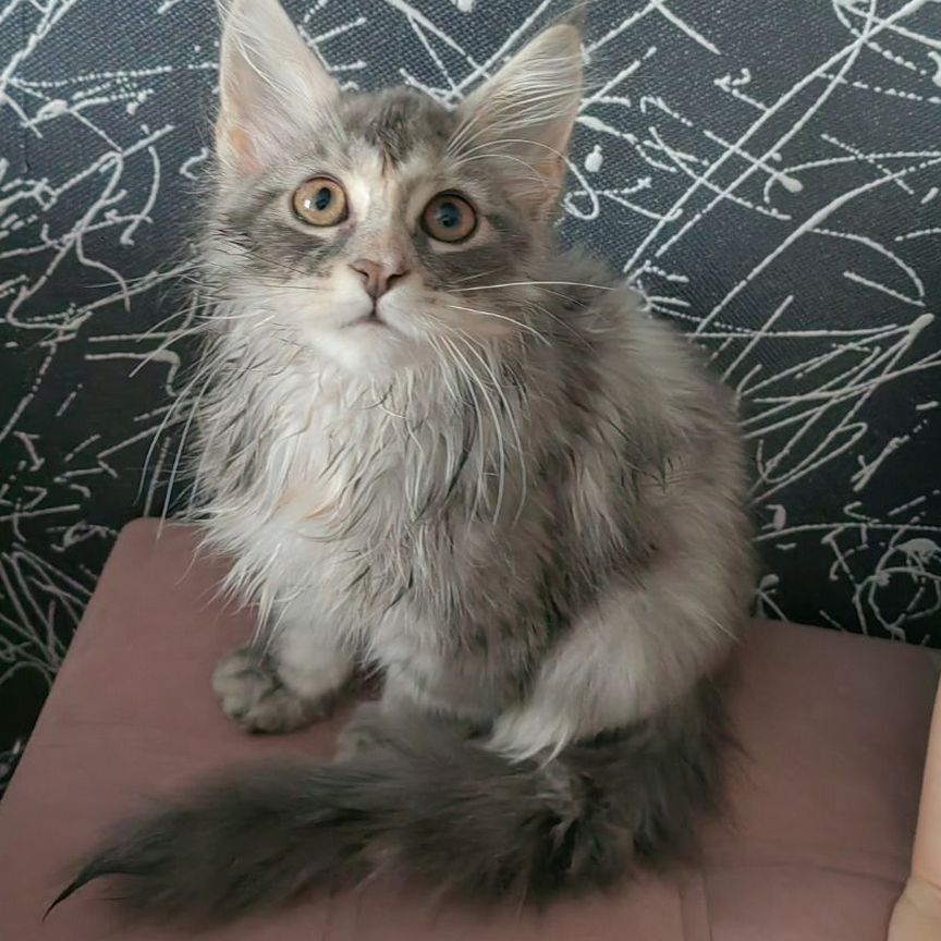 Мейн-кун котёнок