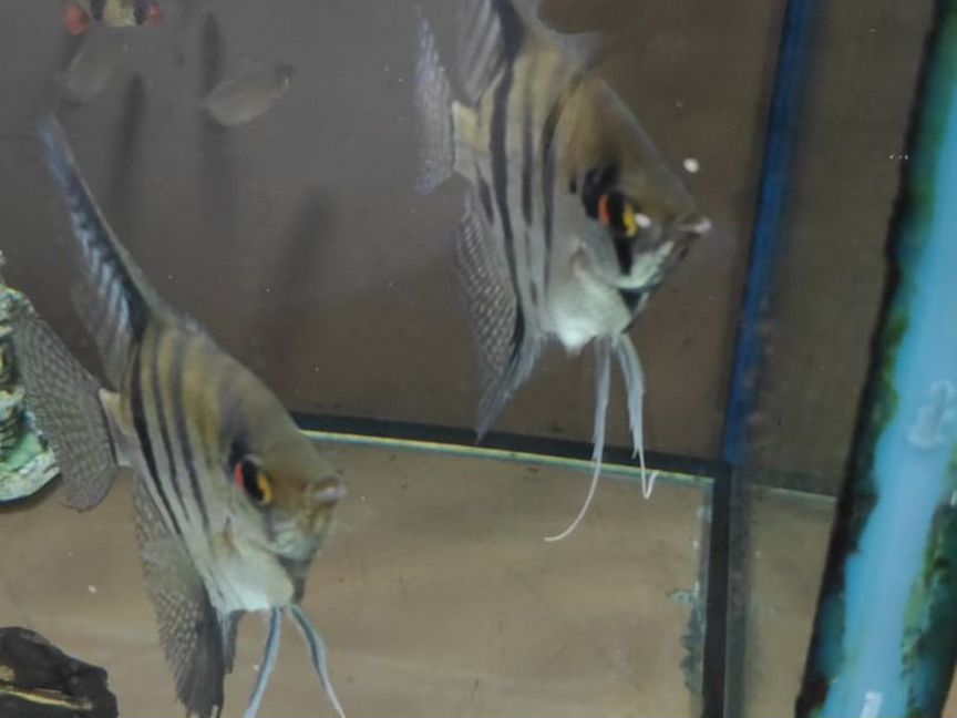 Скалярия ассорти 7+см