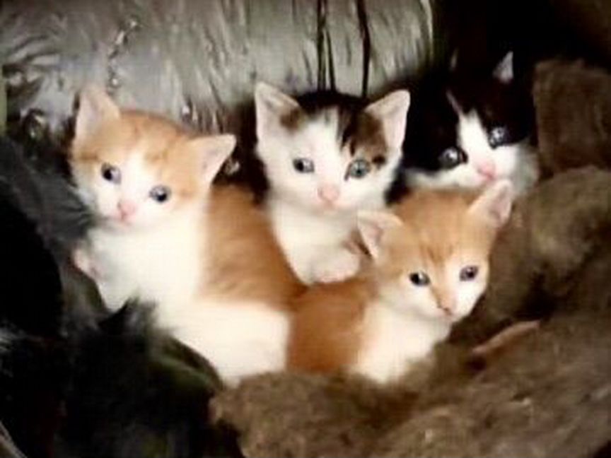 Котятам нужна семья