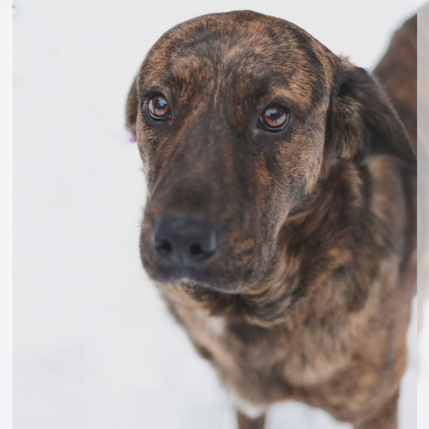 Взрослый пёс в добрые руки