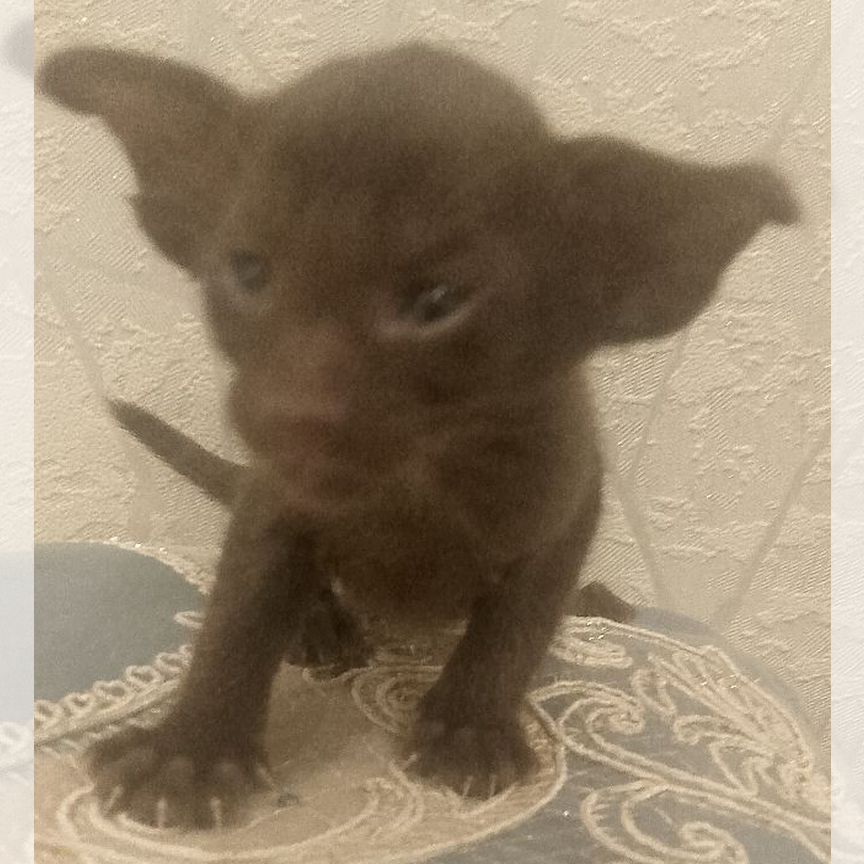 Ориентальный котёнок