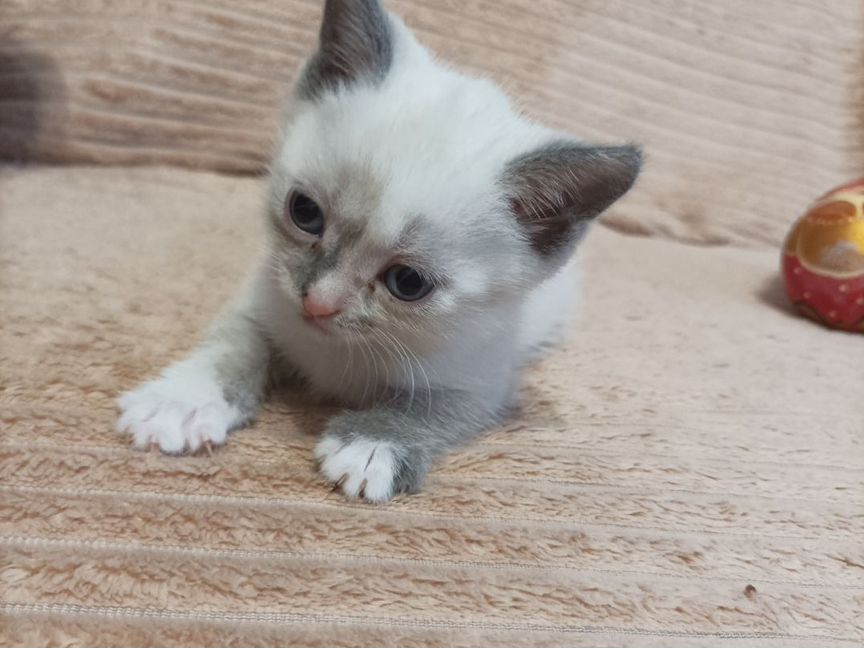Кошки породистые вислоухие