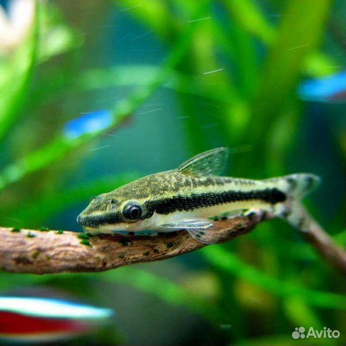 Сом Стекляный,Отоцинклюс,Водорослиеды,Лисички SAE