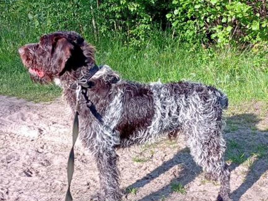 Собака дратхаар кобель вязка