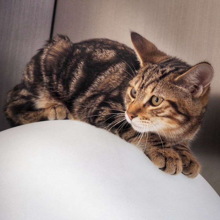 Котенок курильский бобтейл