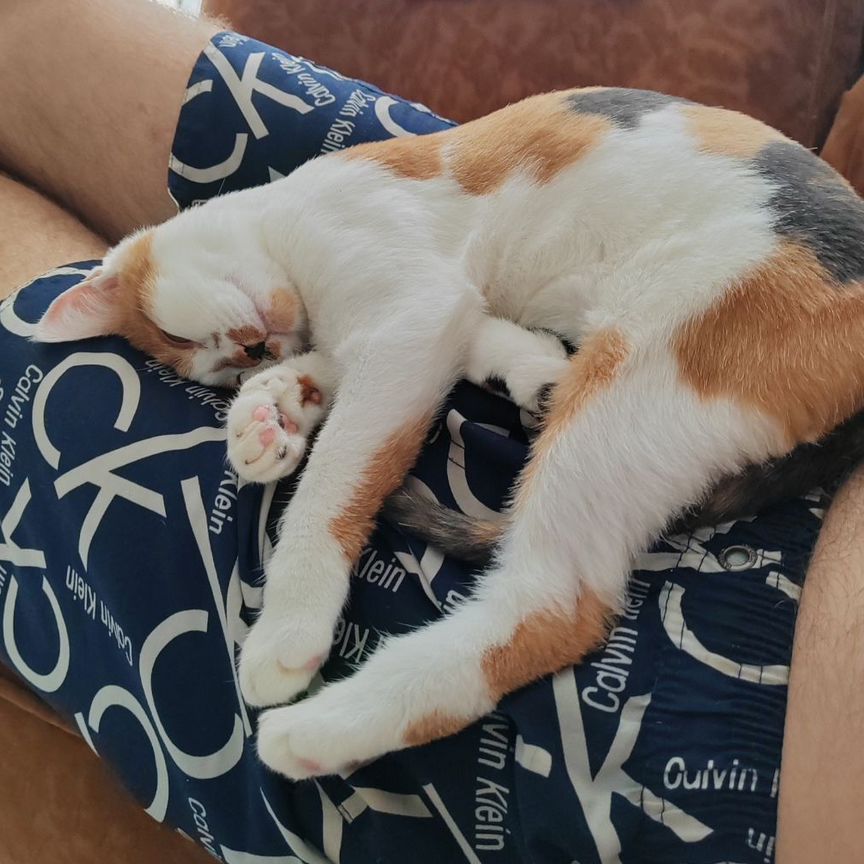 Взрослая, кошка в добрые руки