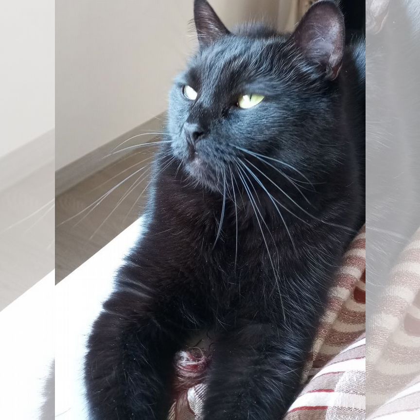 Кот Мажор не продается