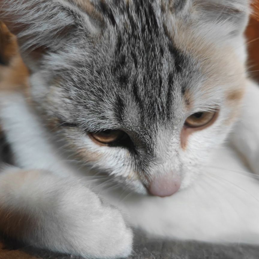 Котенок девочка