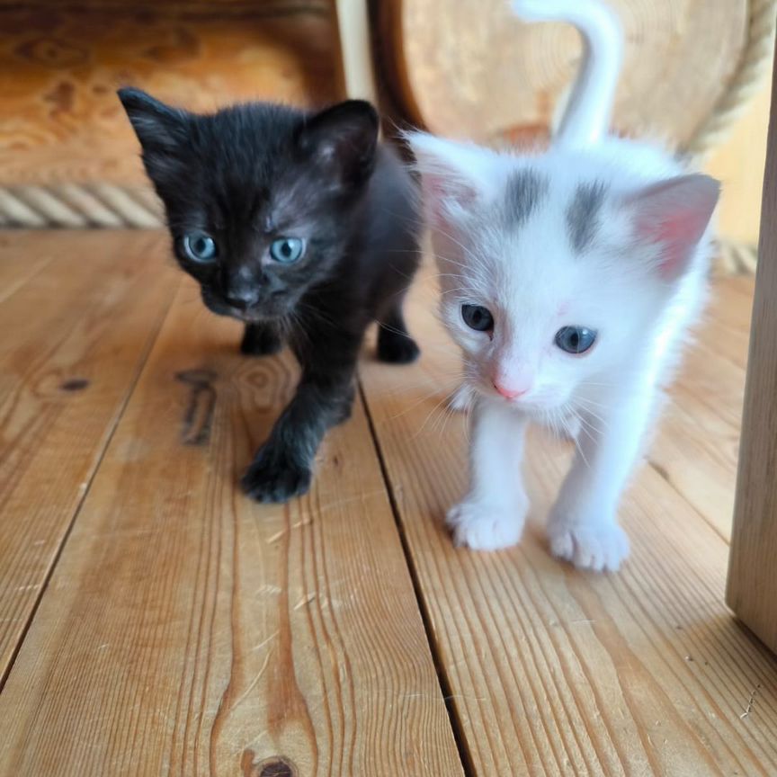Котята