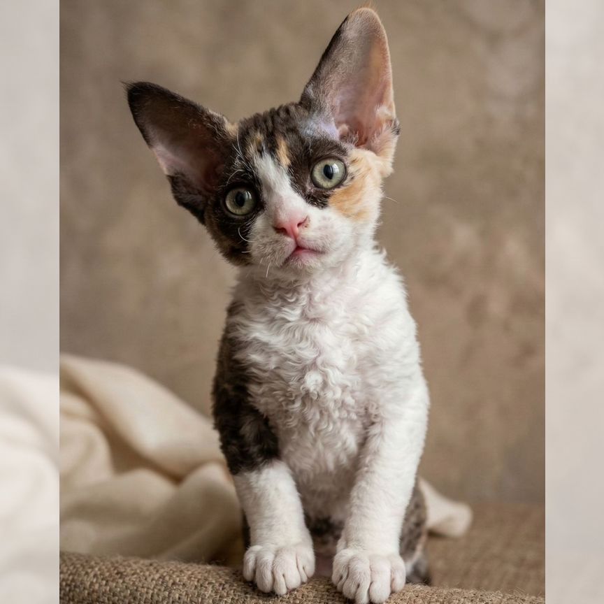 Девон-рекс котёнок
