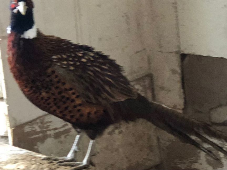 Фазан румынский