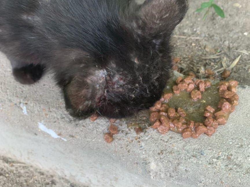 Умирает котик нужна помощь