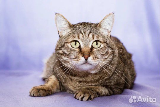 Европейская кошка в добрые руки