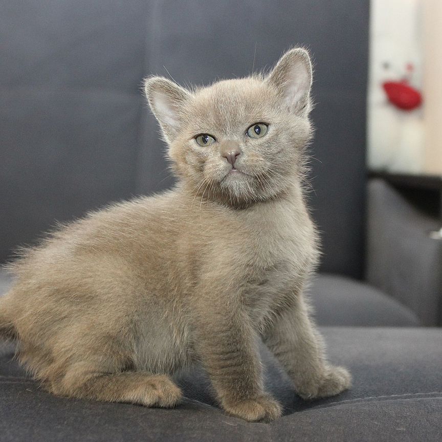 Нежный котик бурмы