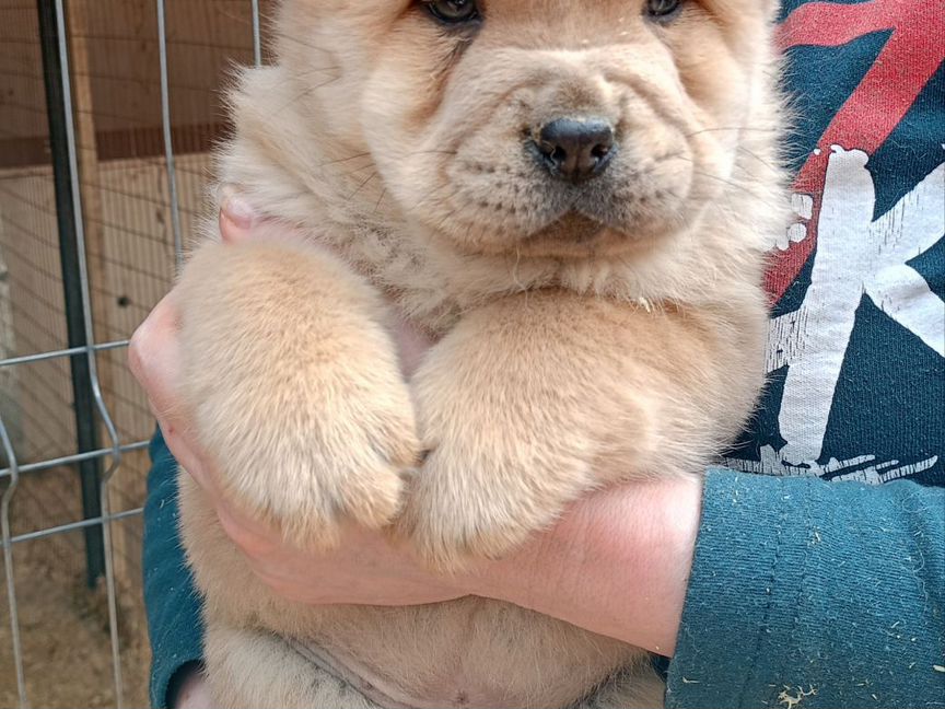 Чау-чау смуф