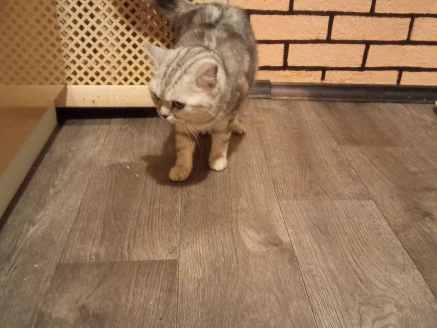 Нужен британский кот для вязки