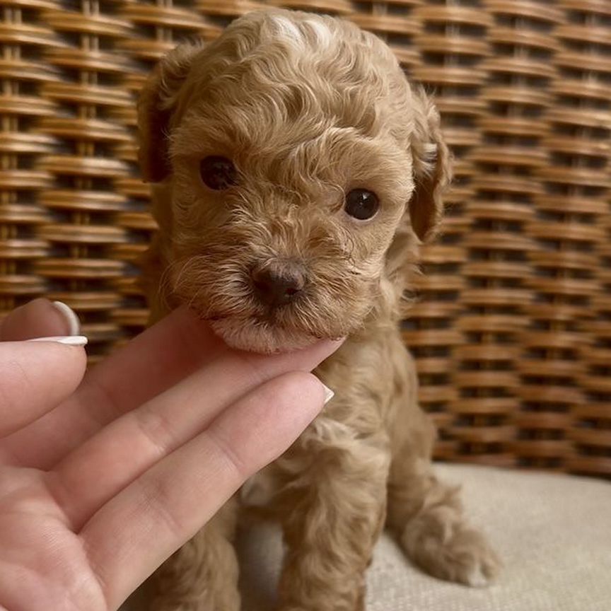 Мальтипу, щенок