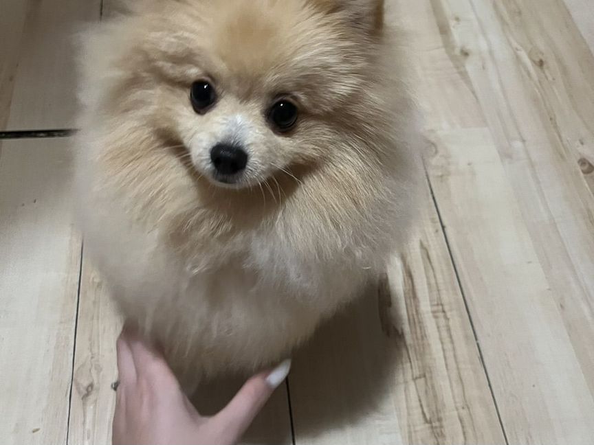 Померанский шпиц