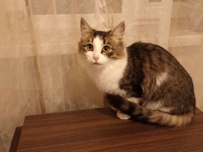 Котики спасённые из садов