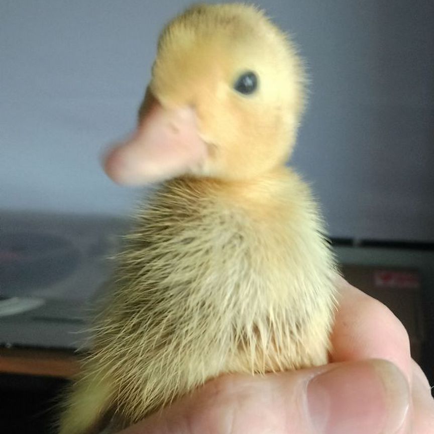 Индийский бегунок. Утята