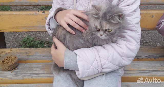 Найдена замечательная кошечка. Отдам