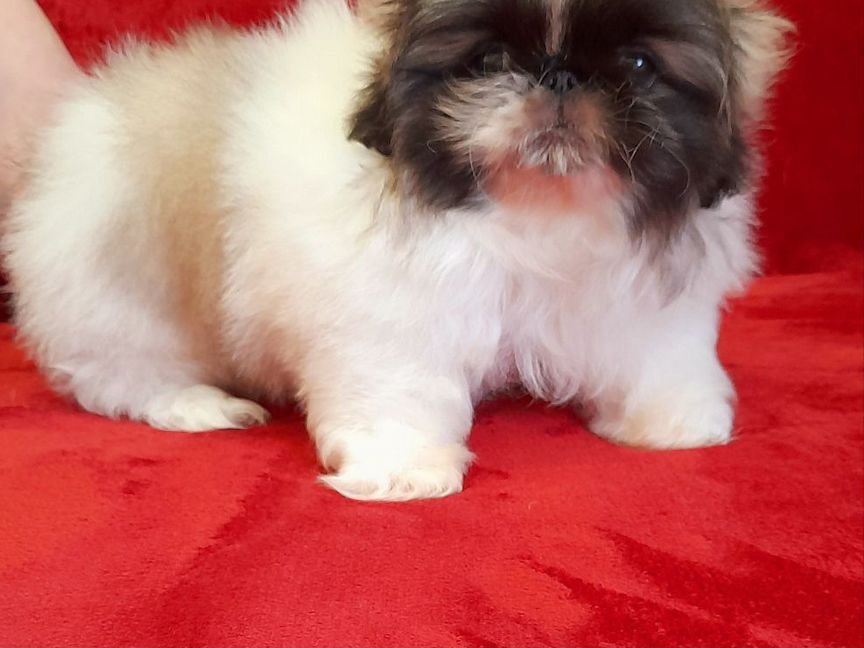 Щенок пекинеса