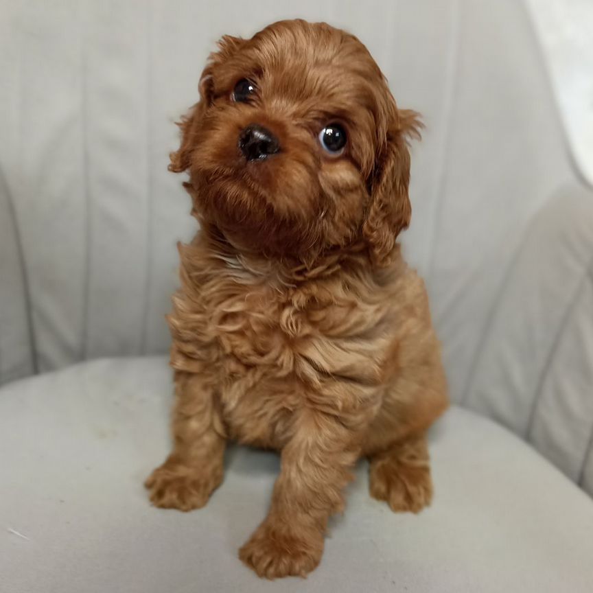 Кавапу, щенок