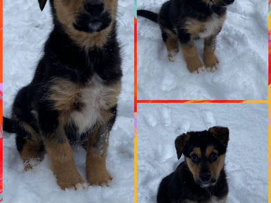 Щенок в добрые руки