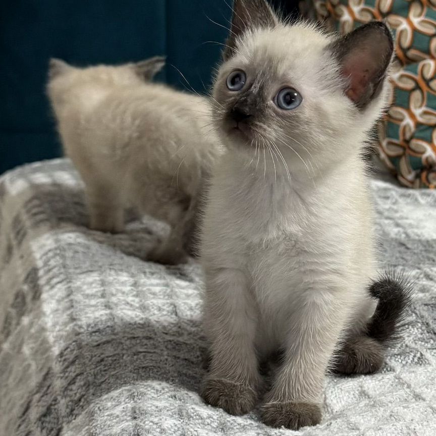 Сиамский котёнок