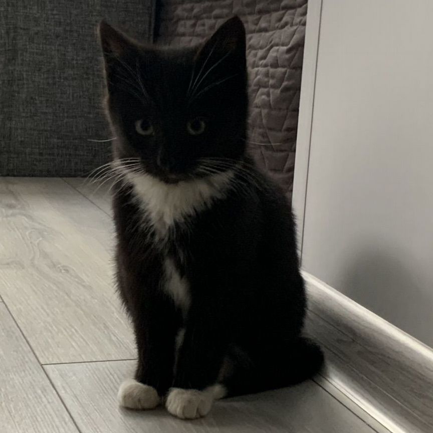 Котёнок в добрые руки