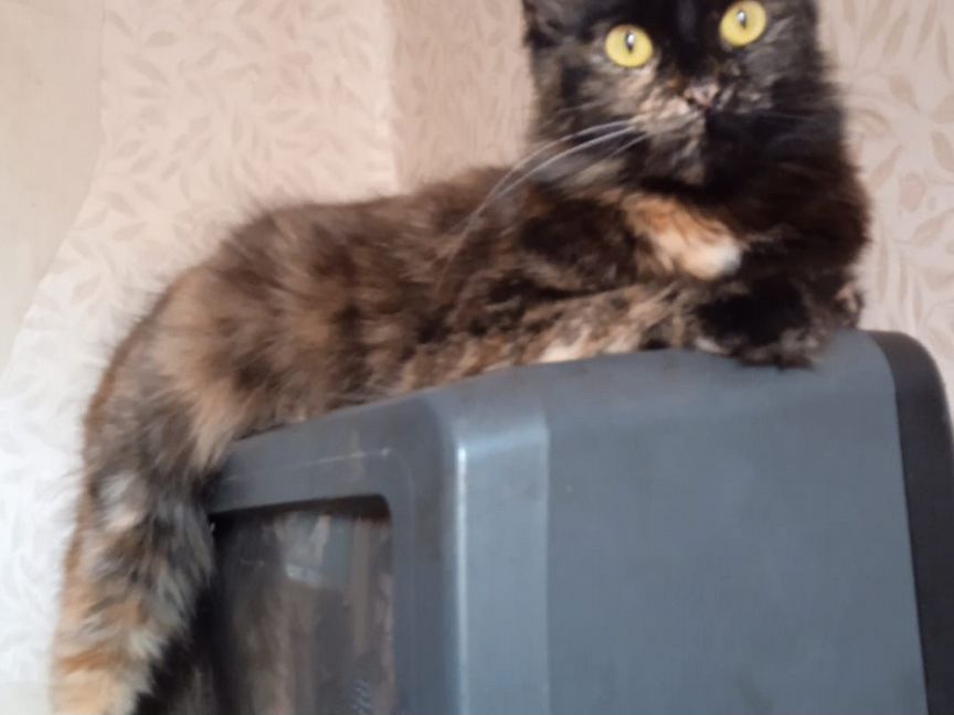 Кошка в дар бесплатно