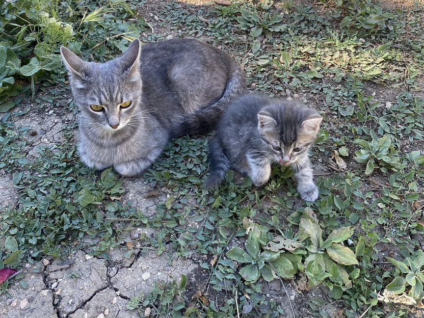 Котята в добрые руки