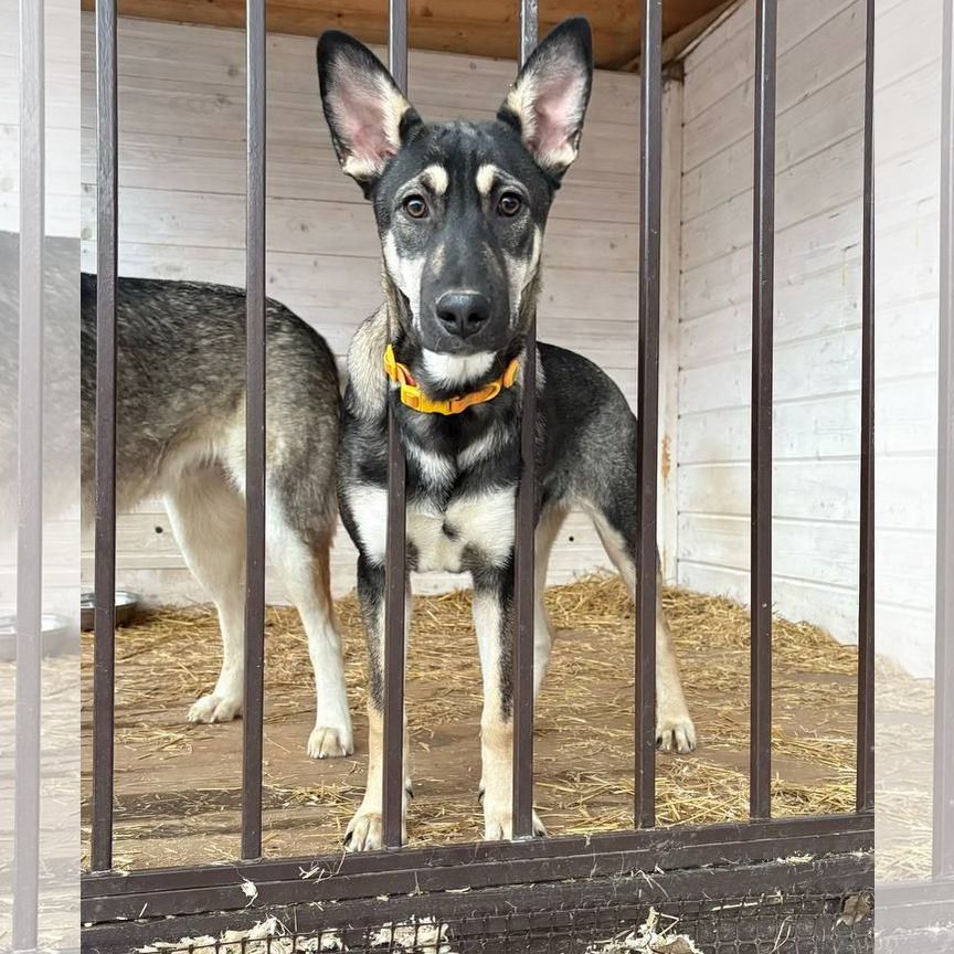 Щенок ищет дом