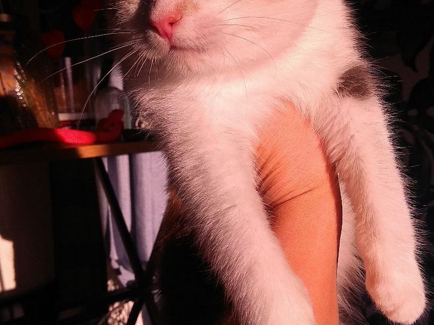 Котята трехцветные