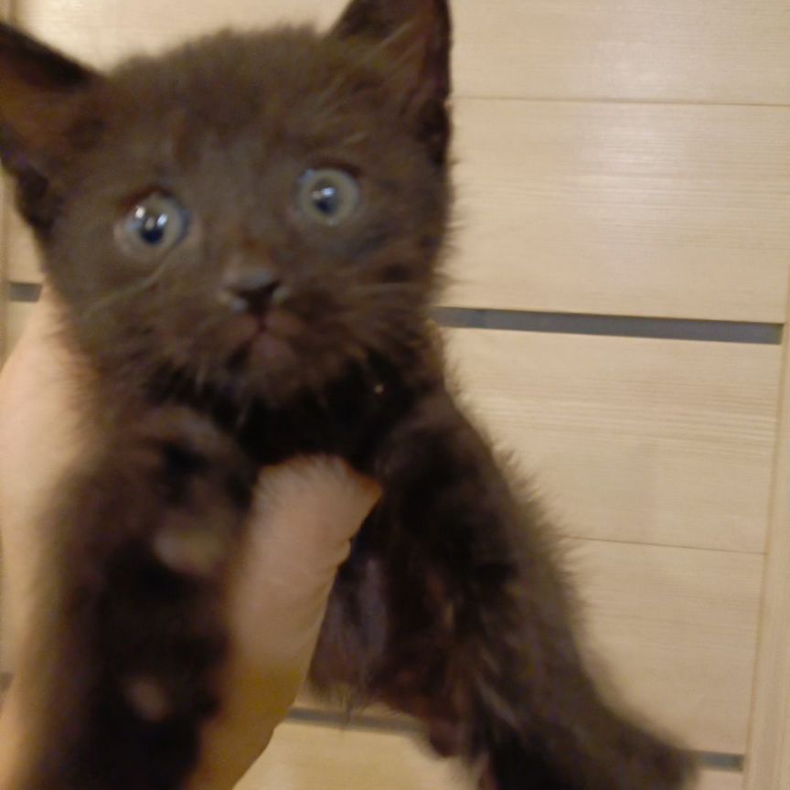 Котята отдам бесплатно, ходят лоток и кушают сами