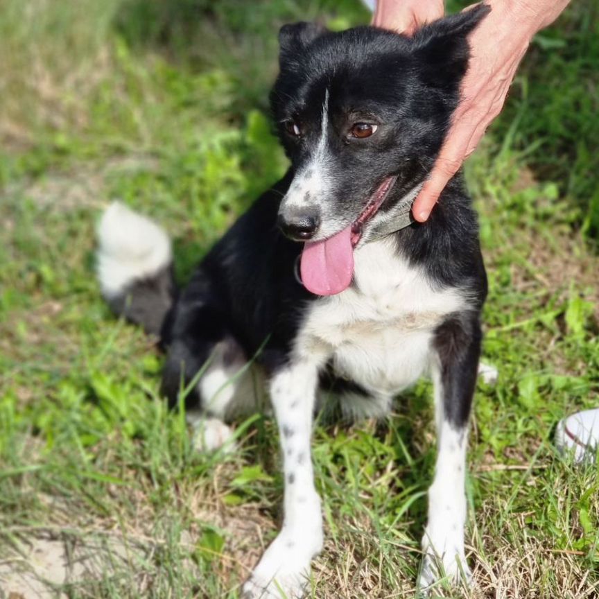 Взрослая собака в добрые руки