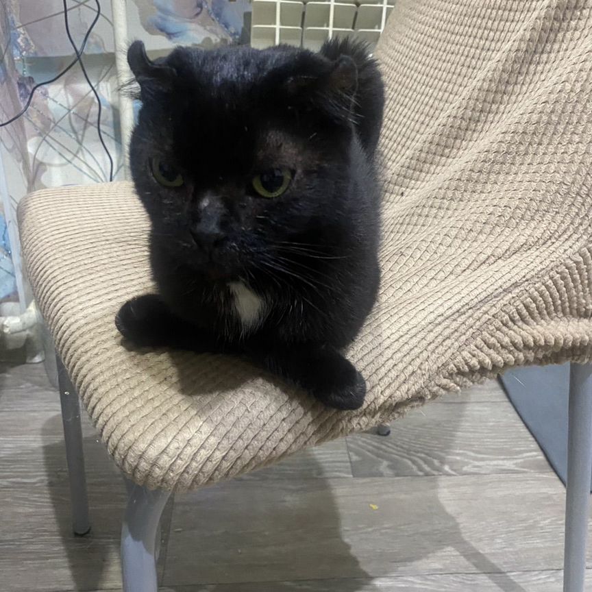 Найдена кошка