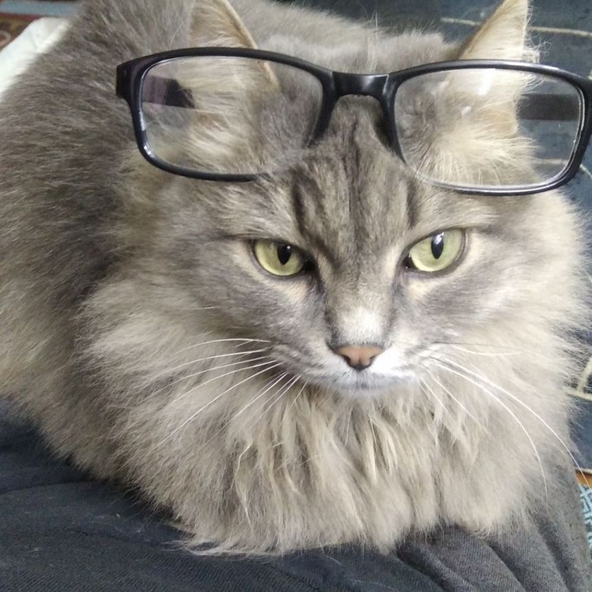 Сибирская кошка, взрослая