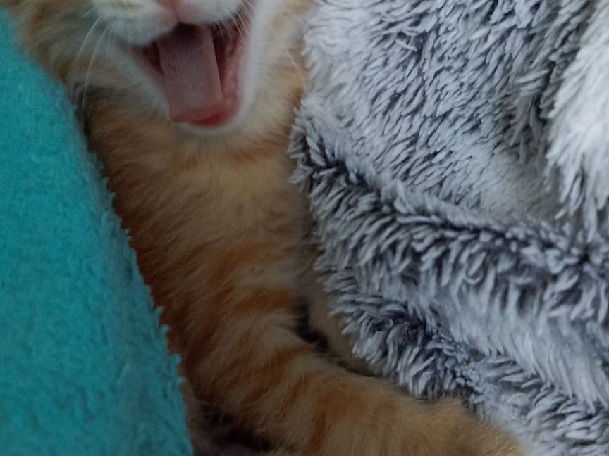 Кот