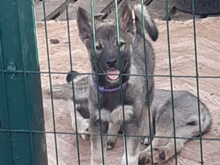 Лайка Западно-Сибирская