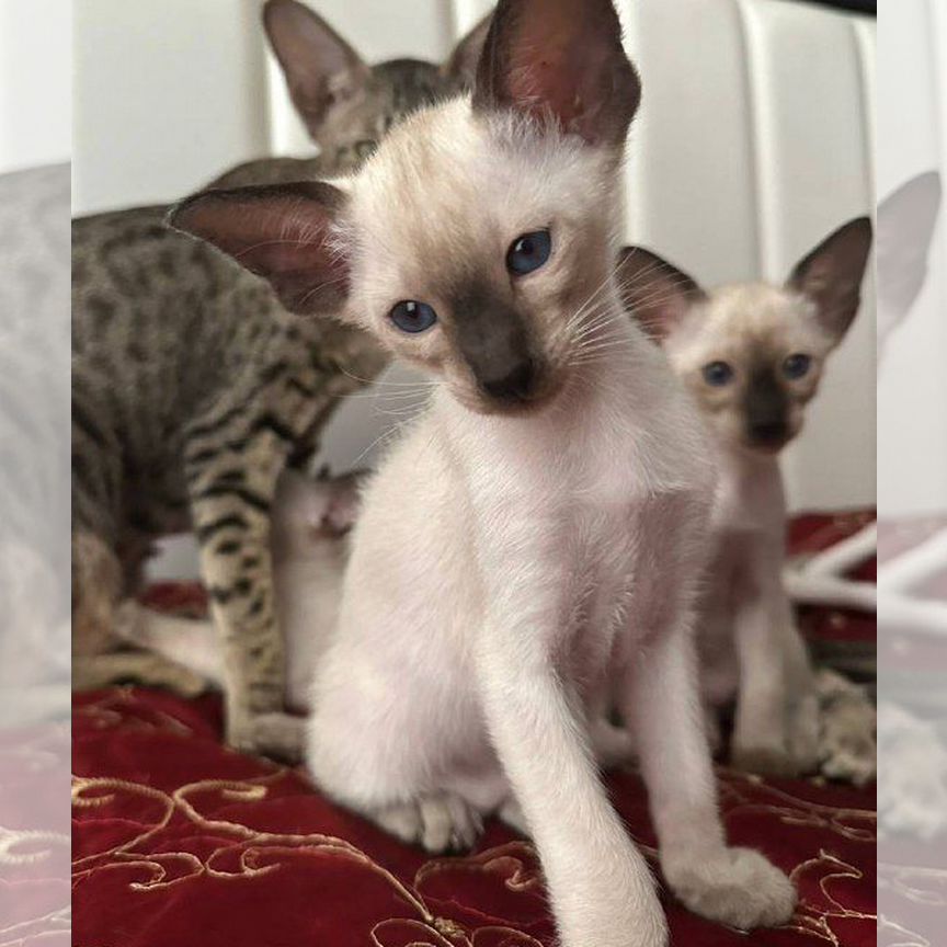 Ориентальный котёнок