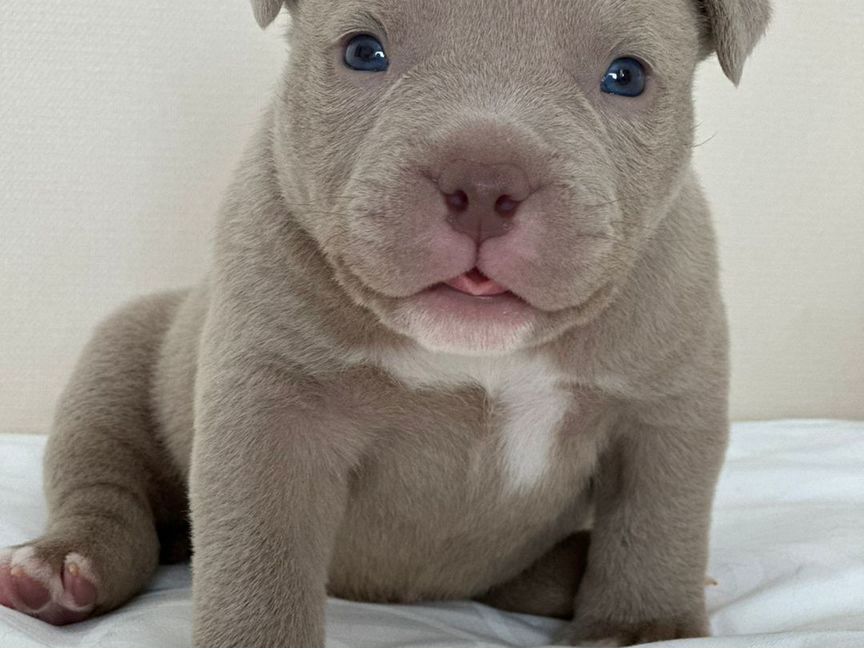 Американский булли мальчик