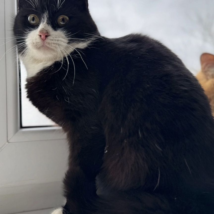 Котик 5 месяцев бесплатно