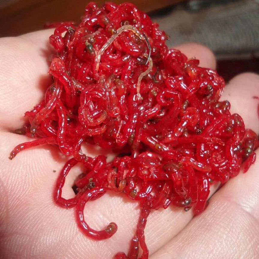 Мотыль живой крупный